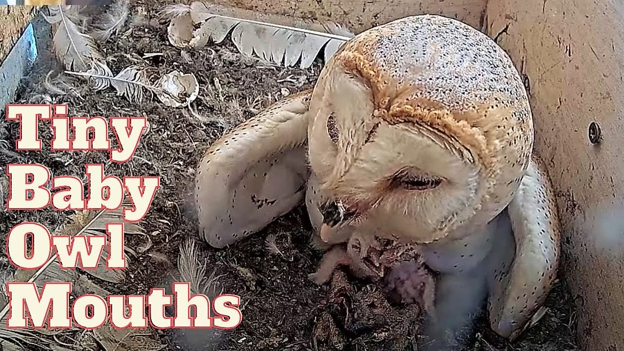 Caring Precious Mommy Owl: Barn owl female gently feeds her tiny babies ...