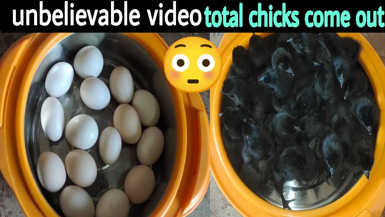 inqubator chicken eggs - YouTube