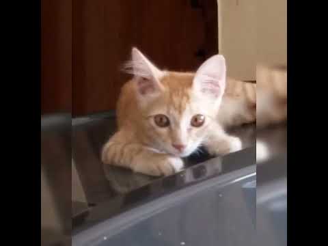 munna cat