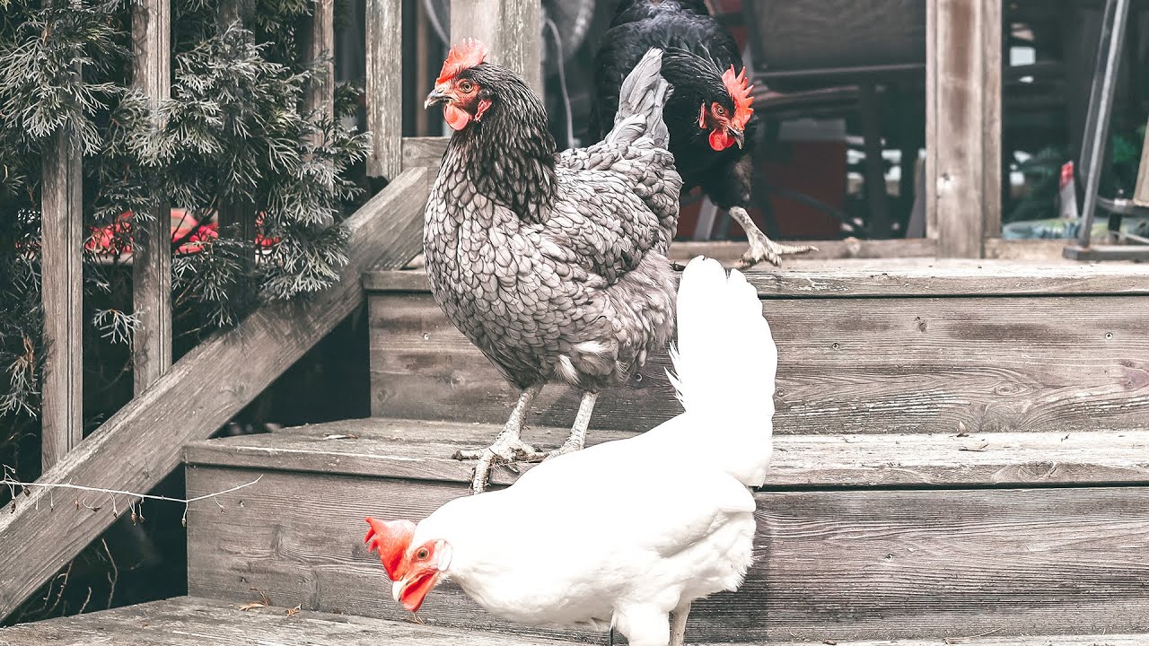 Nine chicks grew up and became adult chickens and roosters _ Red-legged ...