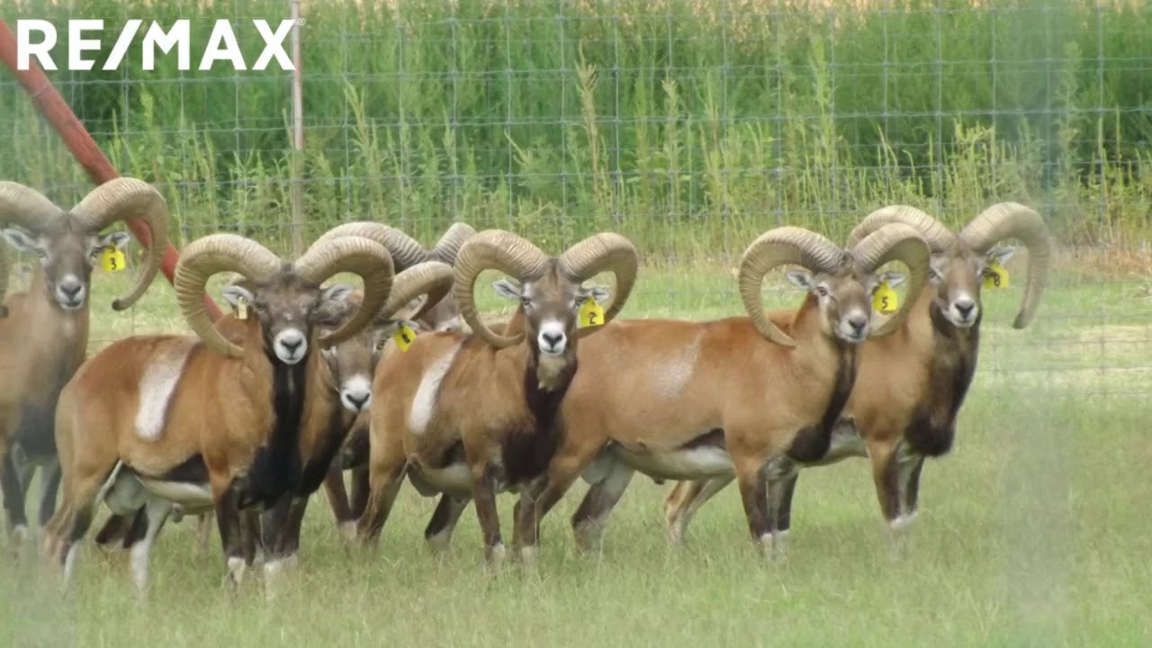 Coleman County High Fence Game Ranch - YouTube