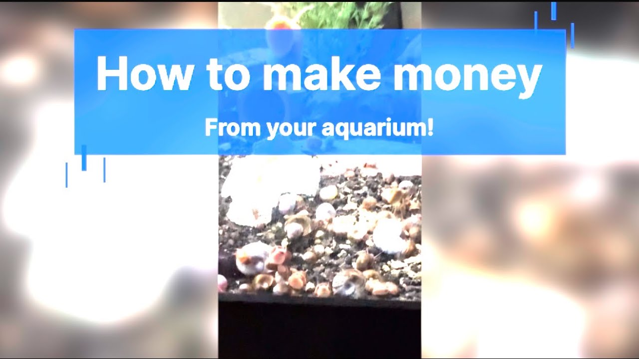 How to make money out of your fish tank! One quick, easy way! How to ...