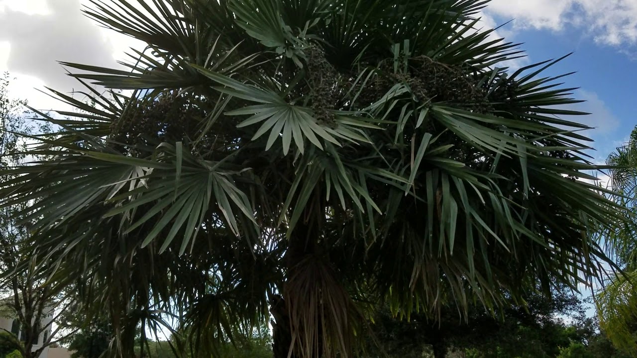 Copernicia alba "Silver" - The Truth Behind the Caranday Wax Palm From ...