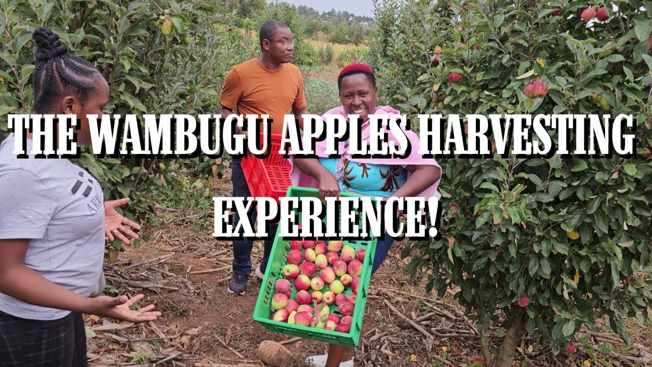 ANGOLA AND CAMEROON BENCHMARKING AND HAVING THE WAMBUGU APPLES ...