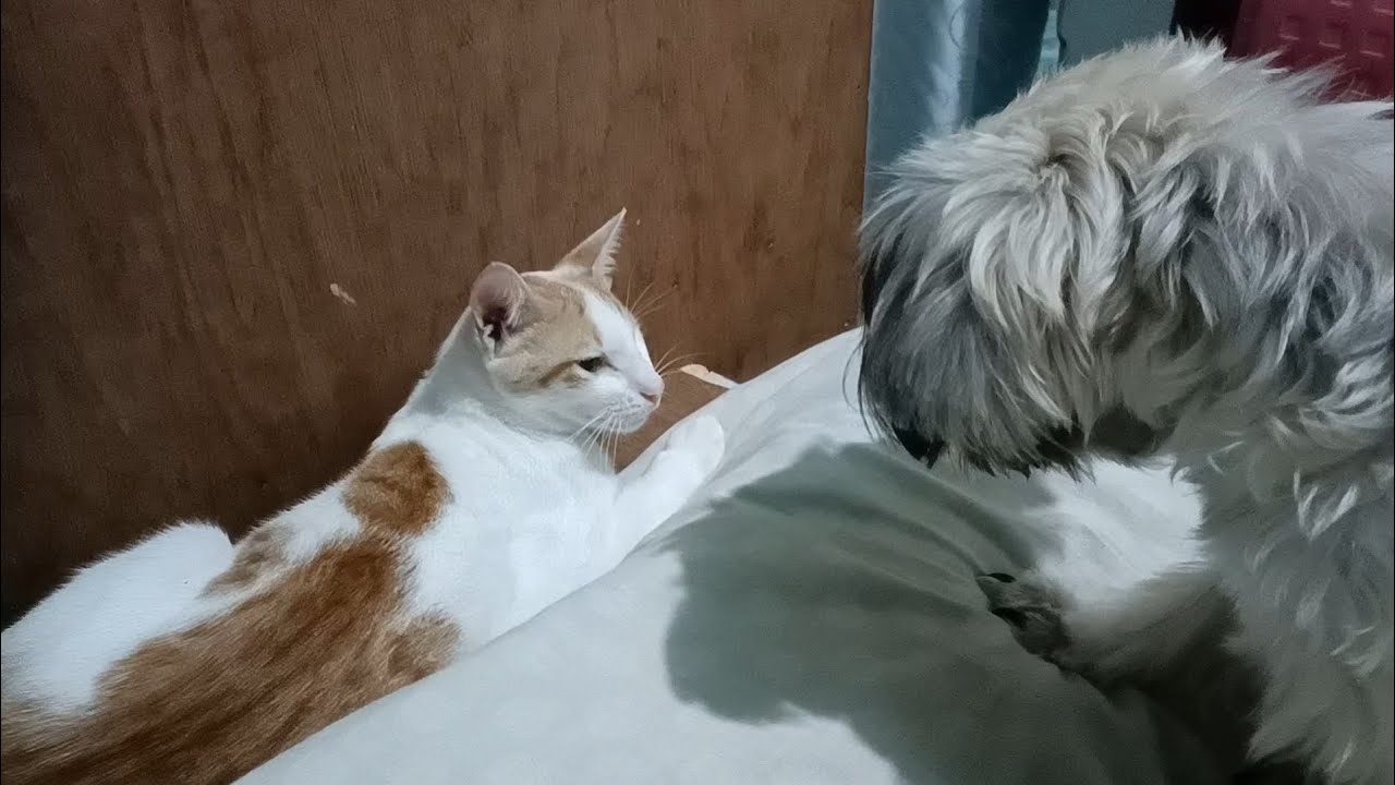 Shih Tzu Loves to Play with Cat - YouTube