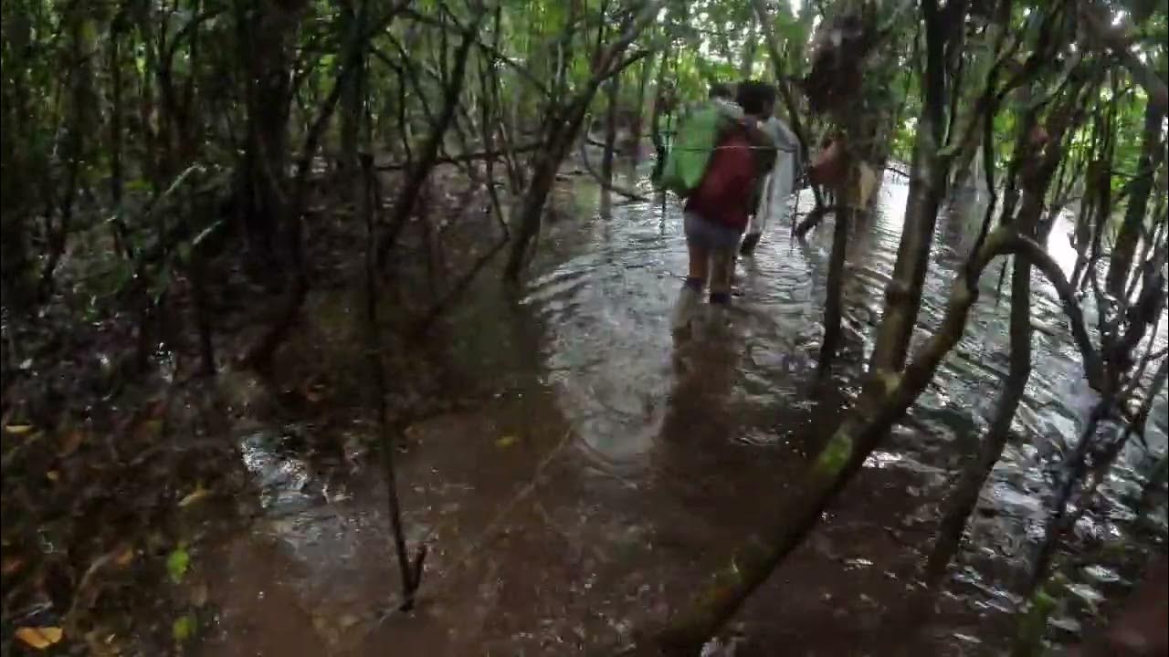 Volunteers exploring the Amazon Rainforest #exploring #amazonrainforest ...