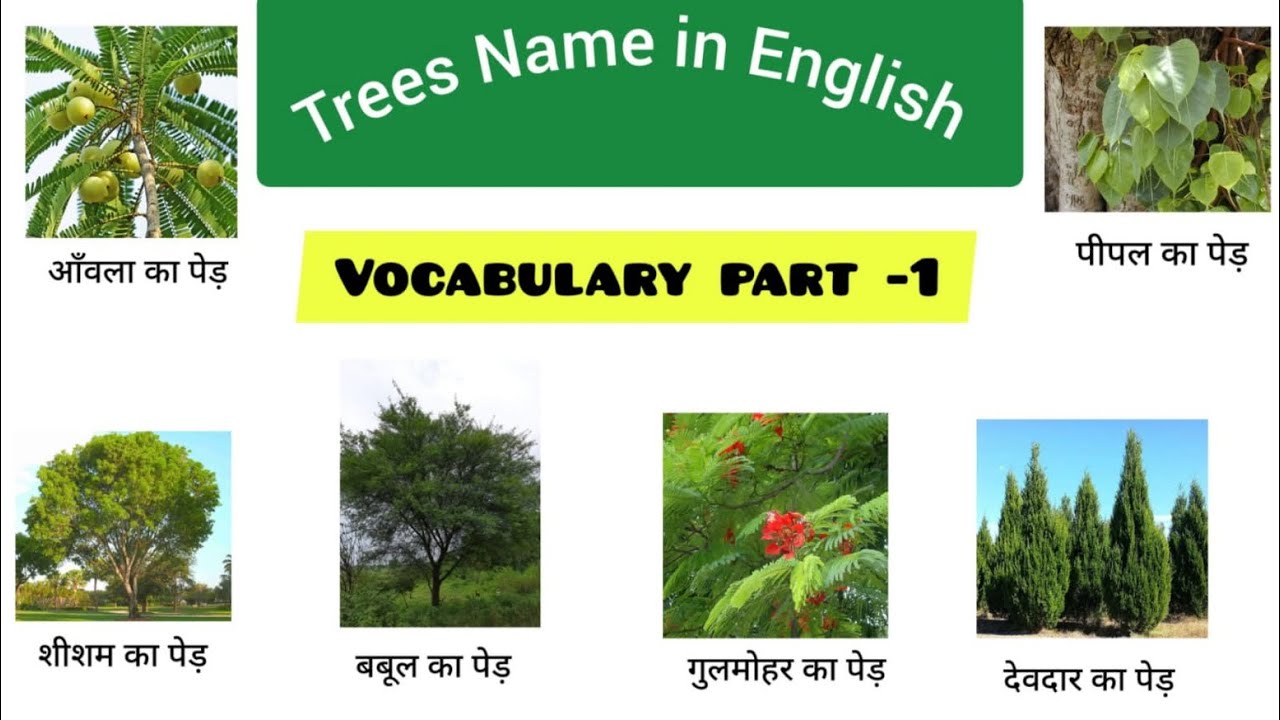 English Vocabulary Trees Name English And Hindi Youtube