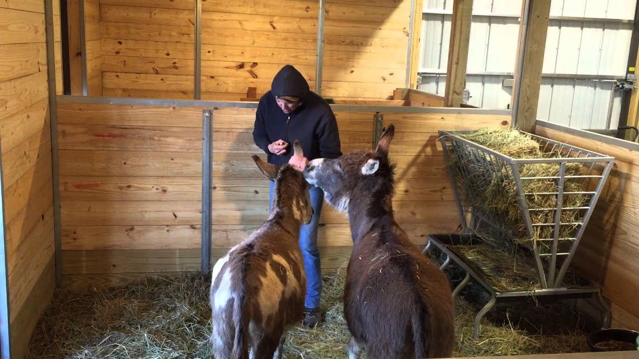 Day 1: Clicker training my mini donks - YouTube