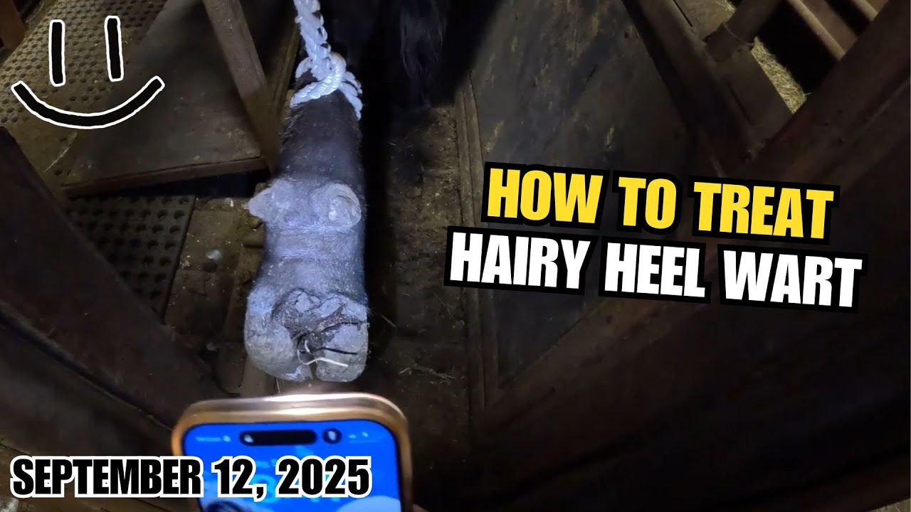 How To Treat A Hairy Heel Wart | September 12, 2025 | Smiling Bovine ...