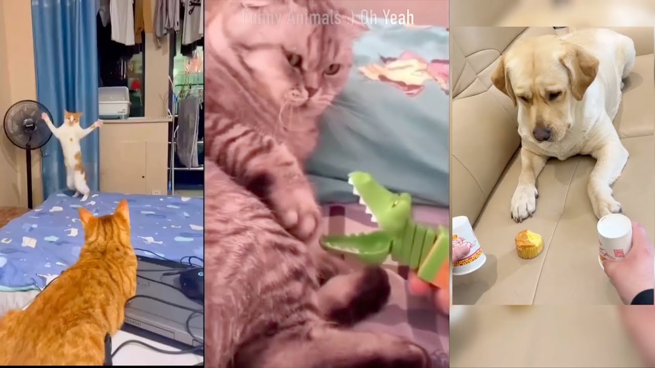 Funny Animals :) Oh Yeah - Crocodile Cat - Dog Finds Cake - YouTube