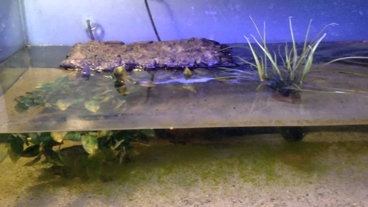 The Turtle Room For August 2014 - YouTube