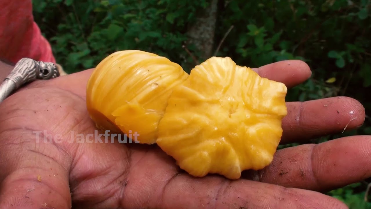 Small size but tasty jackfruit - YouTube