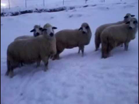 sjenicka ovca-Vrsjenice - YouTube