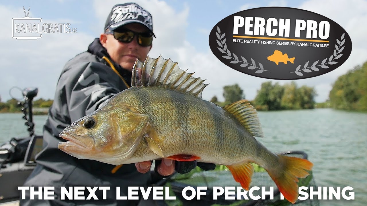 Perch Pro 2018 - OFFICIAL TRAILER - Kanalgratis.se - YouTube
