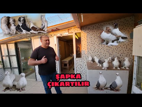 ÇEŞİTTE EN ZENGİN KUŞLARA SAHİP OLAN AHMET ÖZGÜR GÜVERCİN TESİSİNDEYIZ KALP ATIŞLARINIZ DEĞİŞİCEK