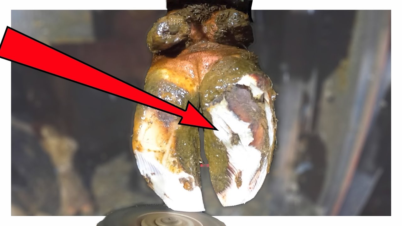 WHAT'S UNDER THAT MESS ... PEELING BACK A COWS HOOF - YouTube