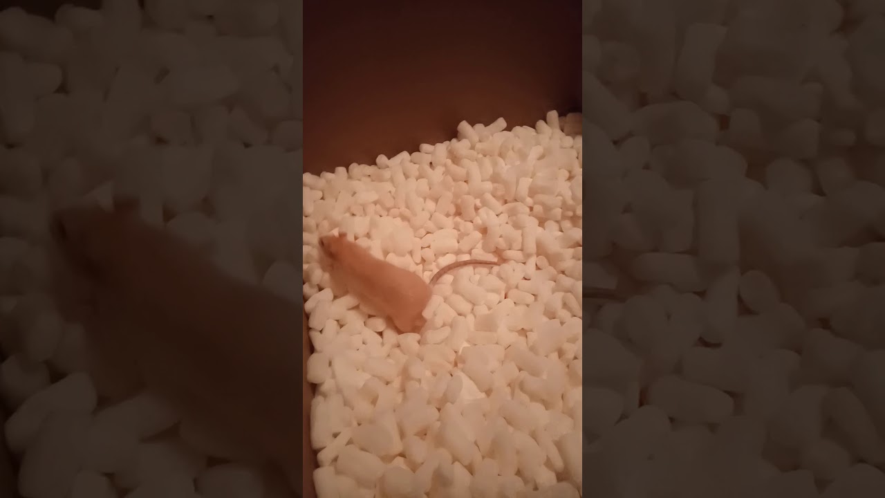 Cute little rat playing in popcorn foam - YouTube