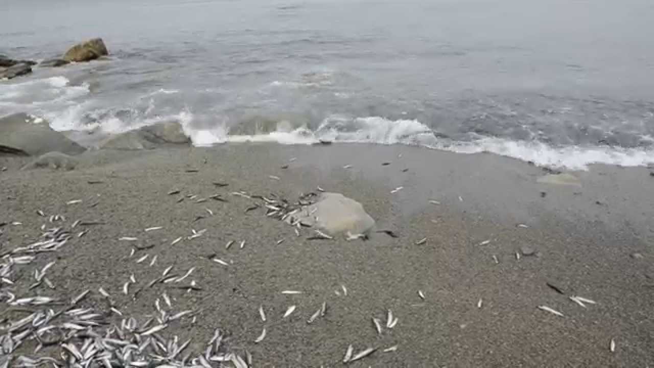 Capelin Rolling in King’s Cove, Bonavista Bay, Newfoundland – July 2013 ...