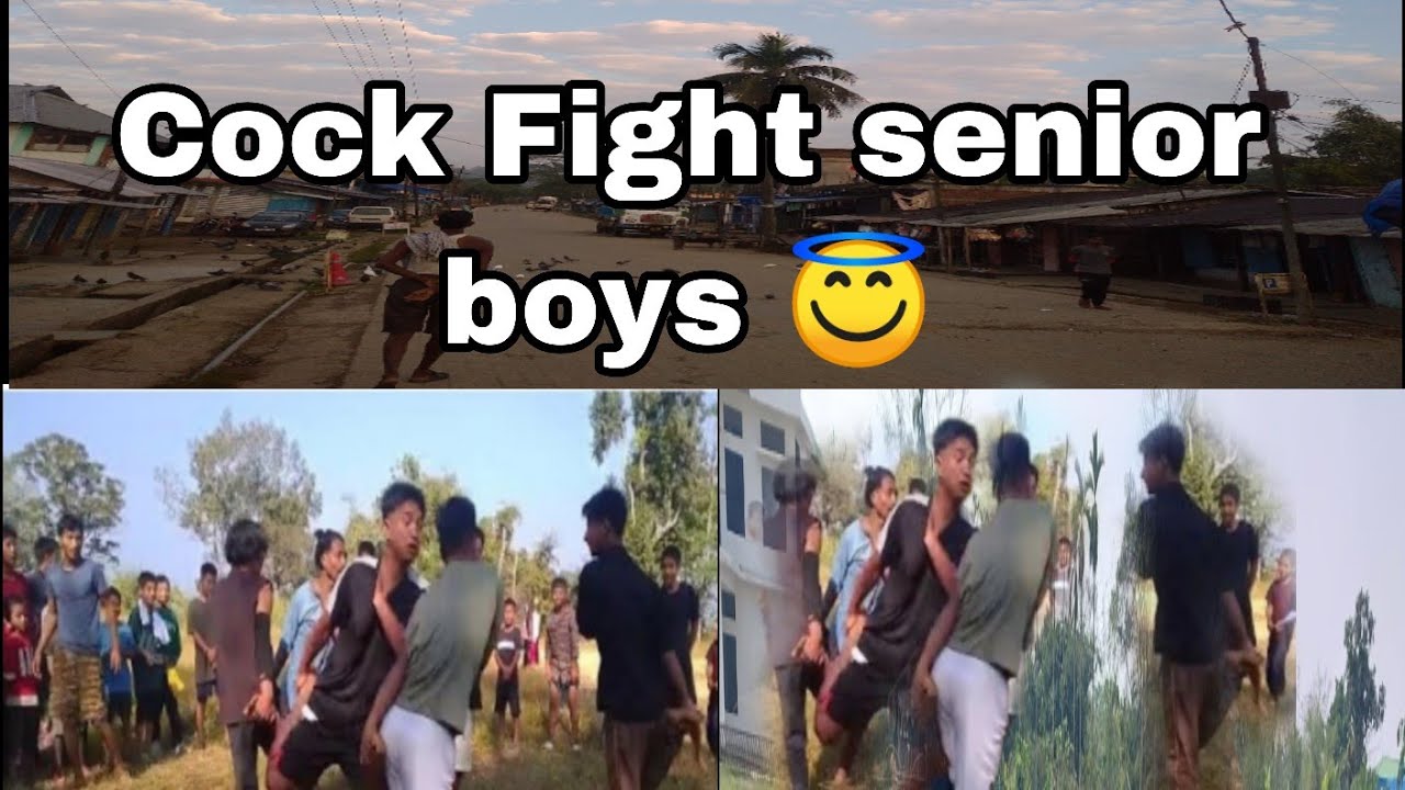 cockfight In the occasion of Christmass Game and sport day at chopsa ...