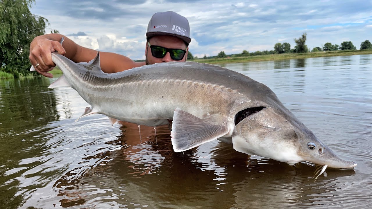 Jesiotry!!! Łowisko pod SILOSAMI!! #teamdragon #dragonfishingequipment ...