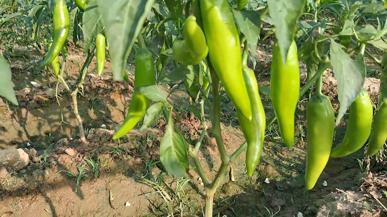 chilli potato,shorts,trending video,chilly vlog,funny video,chilly vlogs,youtube short,chilli ...