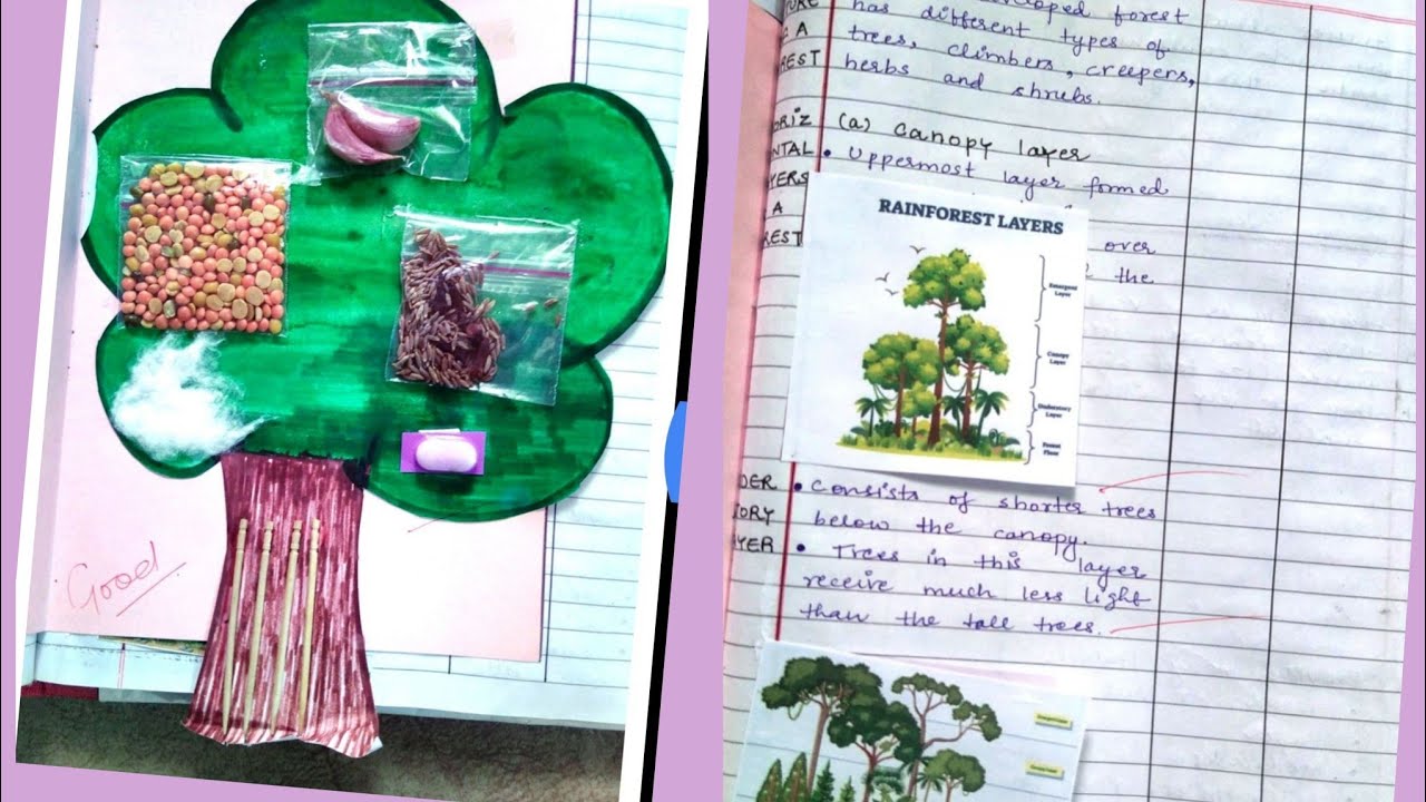 SCIENCE LESSON PLAN (Forests: our lifeline) - YouTube