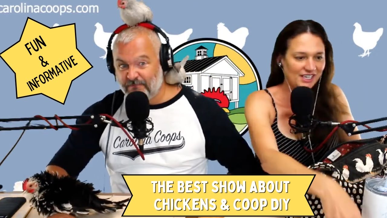 Video Chicken Live - The Best Show About Chickens and Coop DIY - YouTube