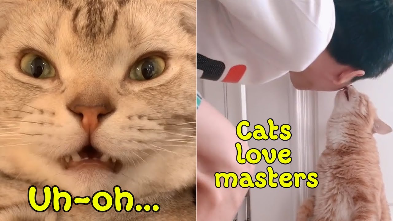 Uh-oh ! Cats Love Masters 🐱 How Interesting Is It To Have A Cat?#2 ...