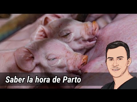Como Saber la Hora de parto de una Cerda