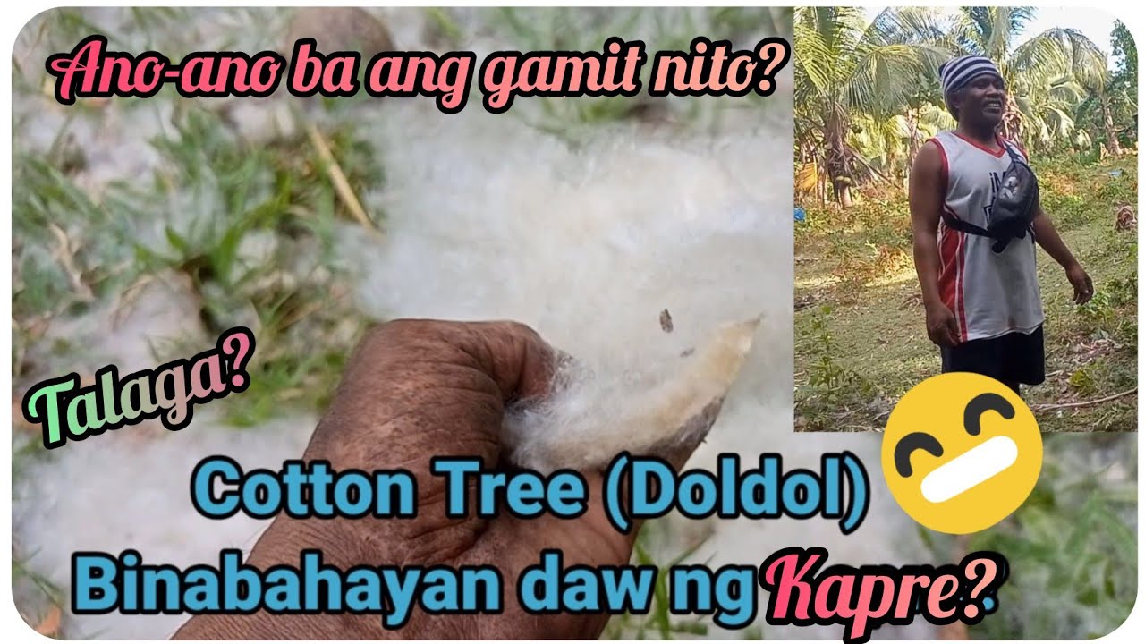 『Cotton tree (Doldol) Bahay daw ng Kapre?』〘Totoo kaya?〙 - YouTube