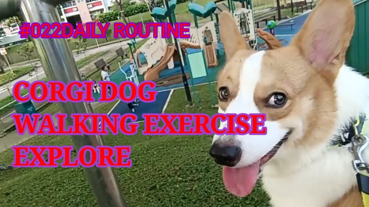 #022DAILY ROUTINE/ CORGI DOG WALKING EXERCISE/EXPLORE#singapore#corgi# ...