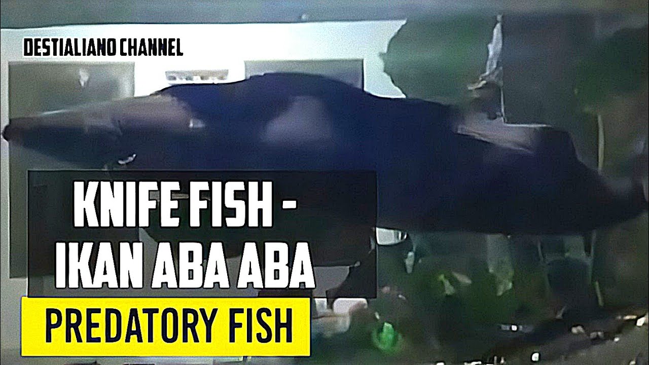 GIANT KNIFE FISH | Ikan Aba Aba | Ikan Predator | Predatory Fish - YouTube