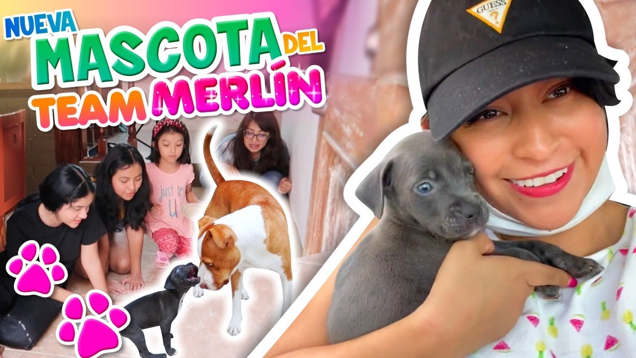NUEVO INTEGRANTE AL TEAM MERLÍN 🐶🐾 ¡Adoptamos Un Perrito! | CONNY ...