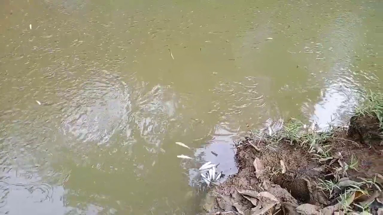Fish Mela........at Khaloi bhanga Kampur assam - YouTube