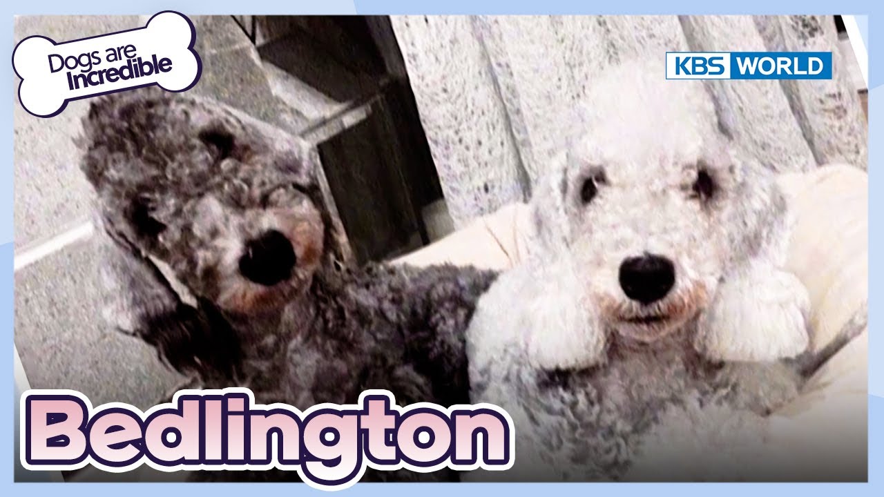 Adorable but Ferocious🥰😖 [Dogs are incredible : EP.191-3] | KBS WORLD ...