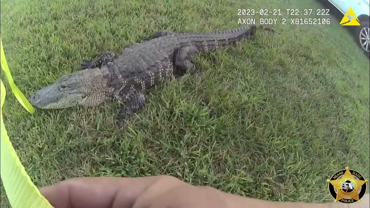 Florida police officer's bodycam video shows him wrangling alligator ...