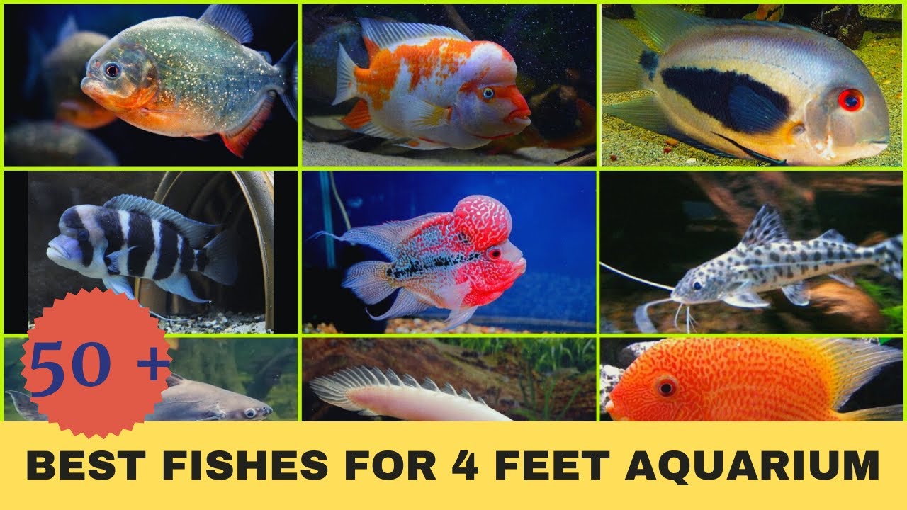Best fishes for 4 feet aquarium - YouTube
