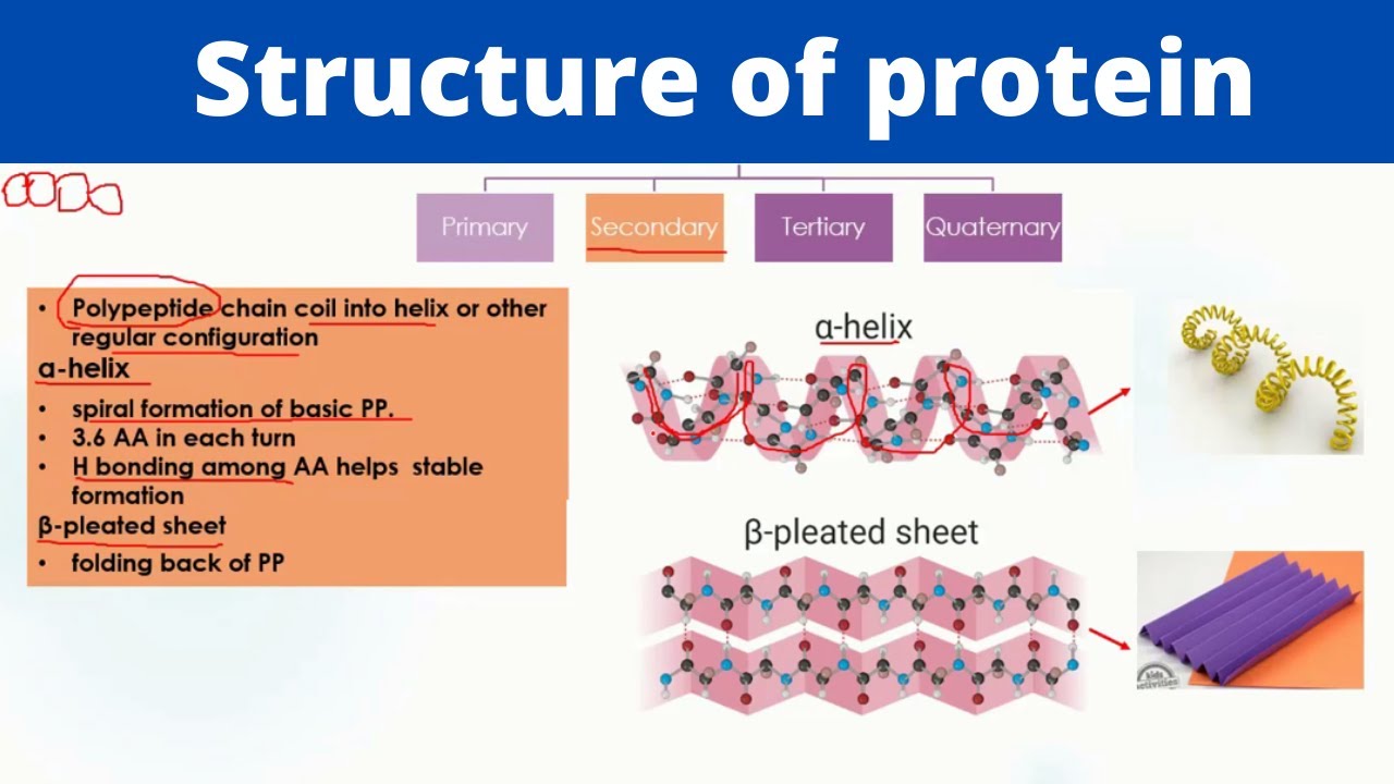 Structure of Protein | Four Levels of Protein Structure - YouTube