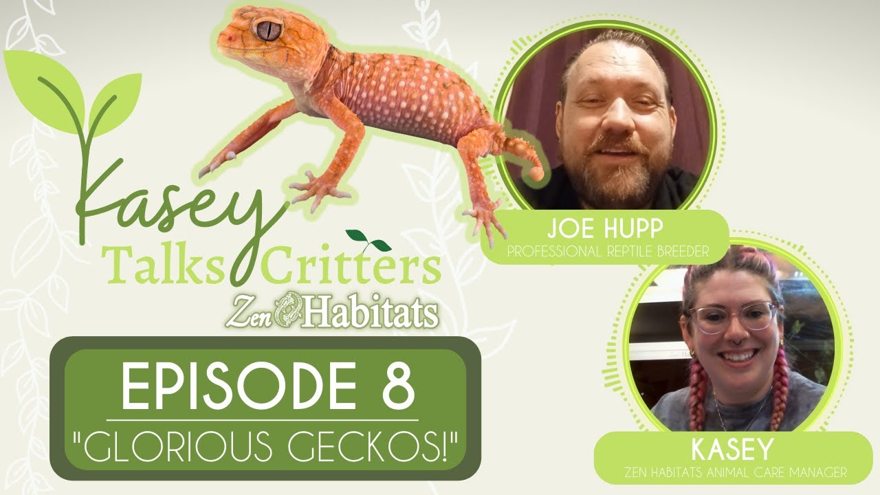 Kasey Talks Critters Ep 8 | "Glorious Geckos" ft. Joe Hupp ...
