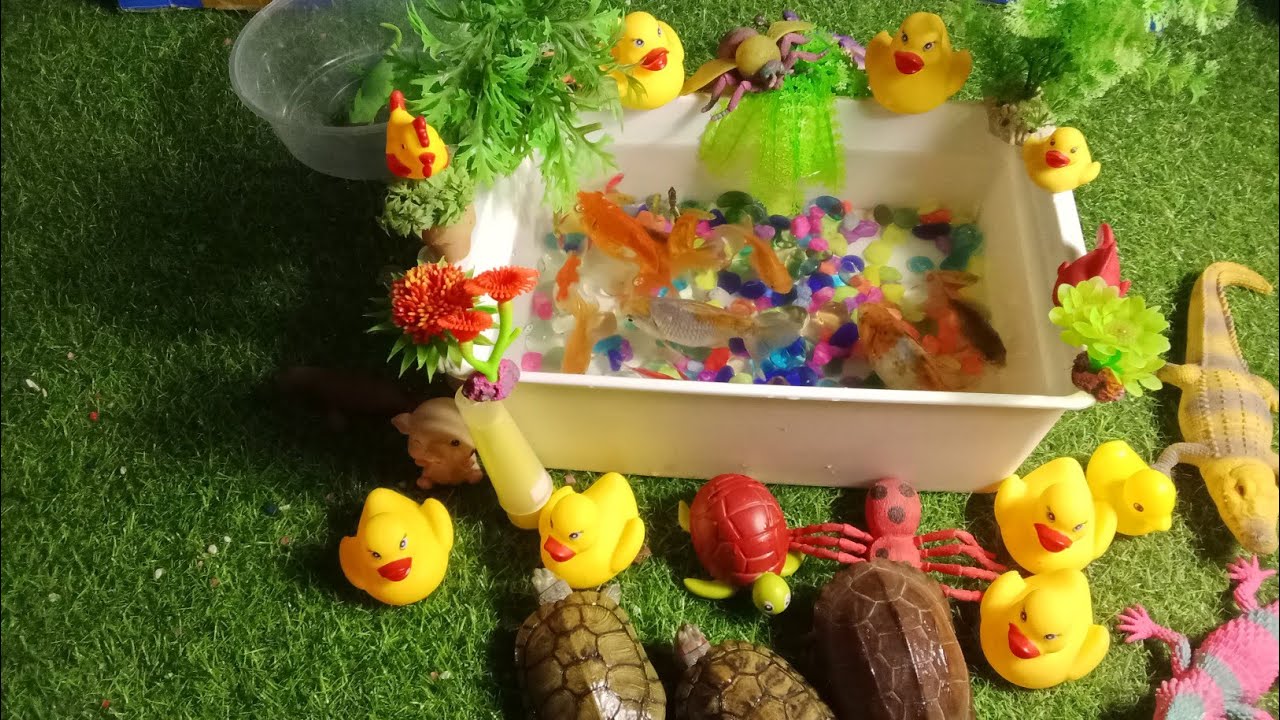 catch duck fish and alot animal with beautiful day, - YouTube