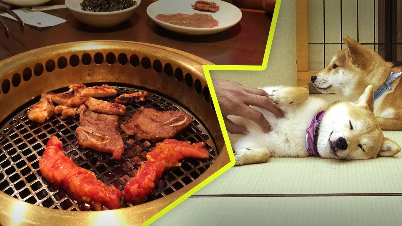 Akita Dog Cafe & Japanese BBQ! [DAY 3 - Akihabara] - YouTube