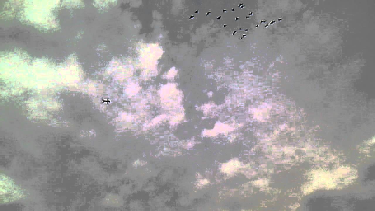 drones vs pigeon?? its a bird attack - YouTube