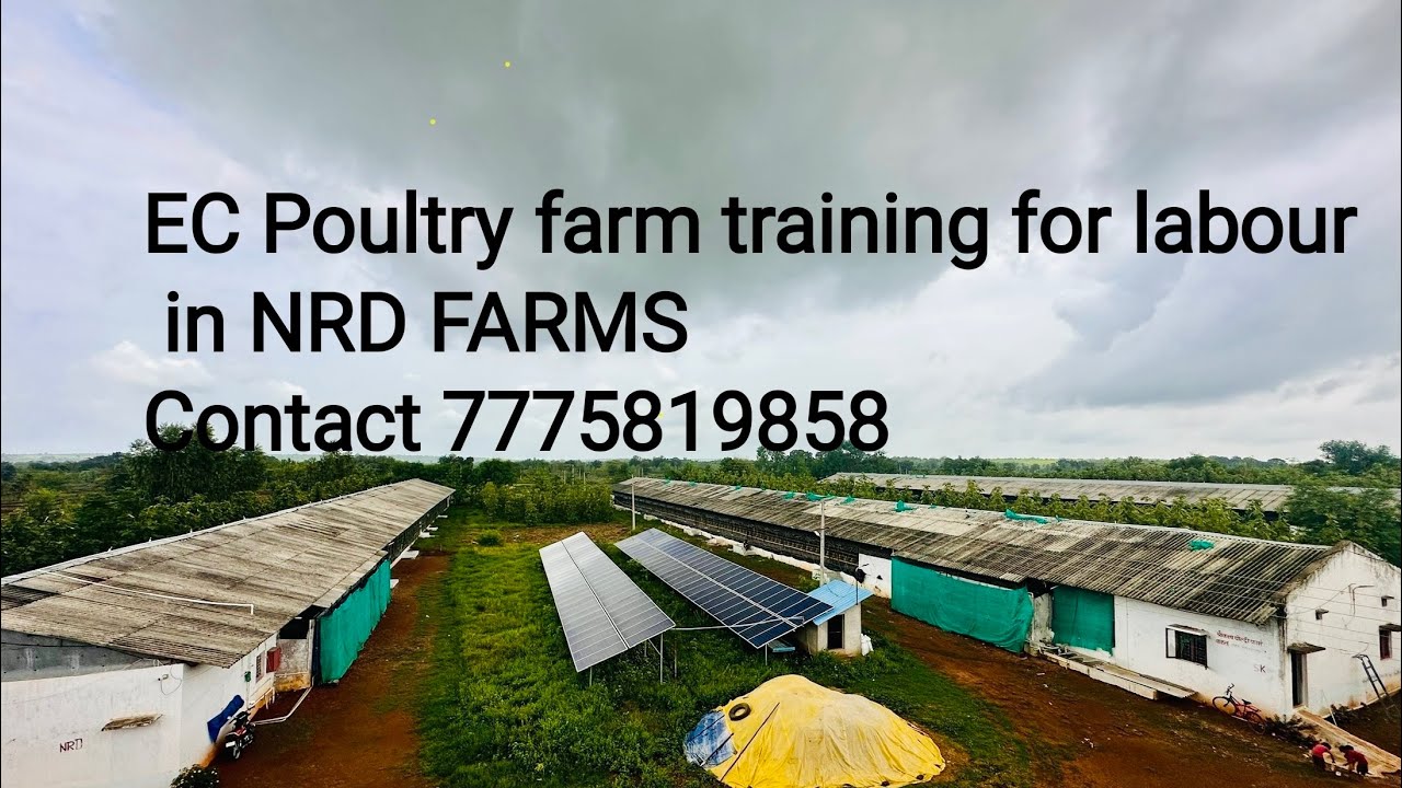 EC Poultry training programme in NRD Farms. - YouTube