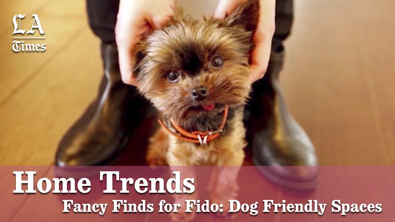 Fancy Finds for Fido | Los Angeles Times - YouTube