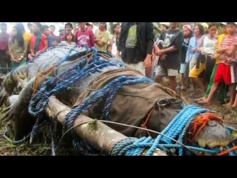 Monster Killer Crocodile That Ate Four Fishermen Captured In Ugandan ...