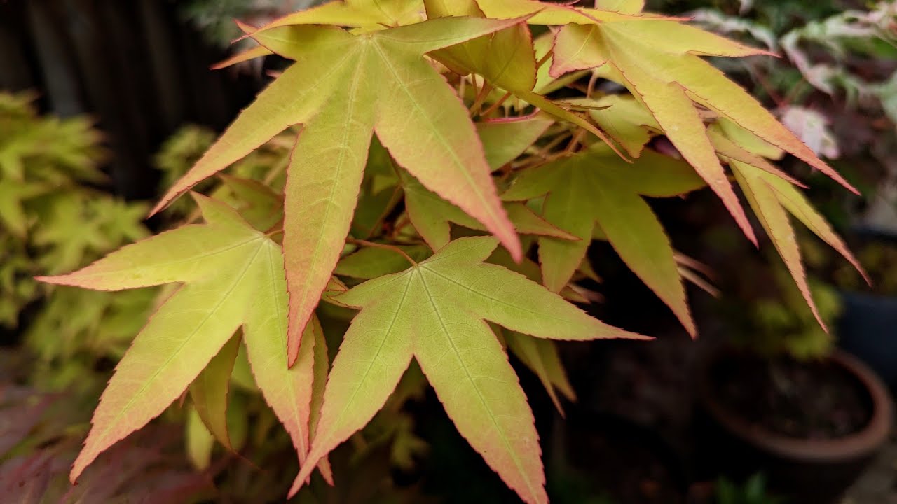 Spring Japanese Maple Garden Tour 5-2-23 - YouTube