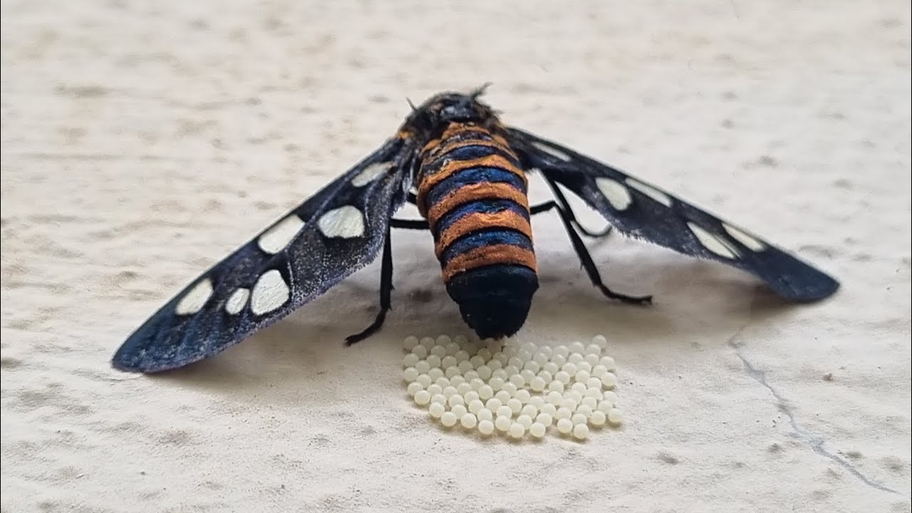 Amata passalis- wasp moth laying eggs - YouTube