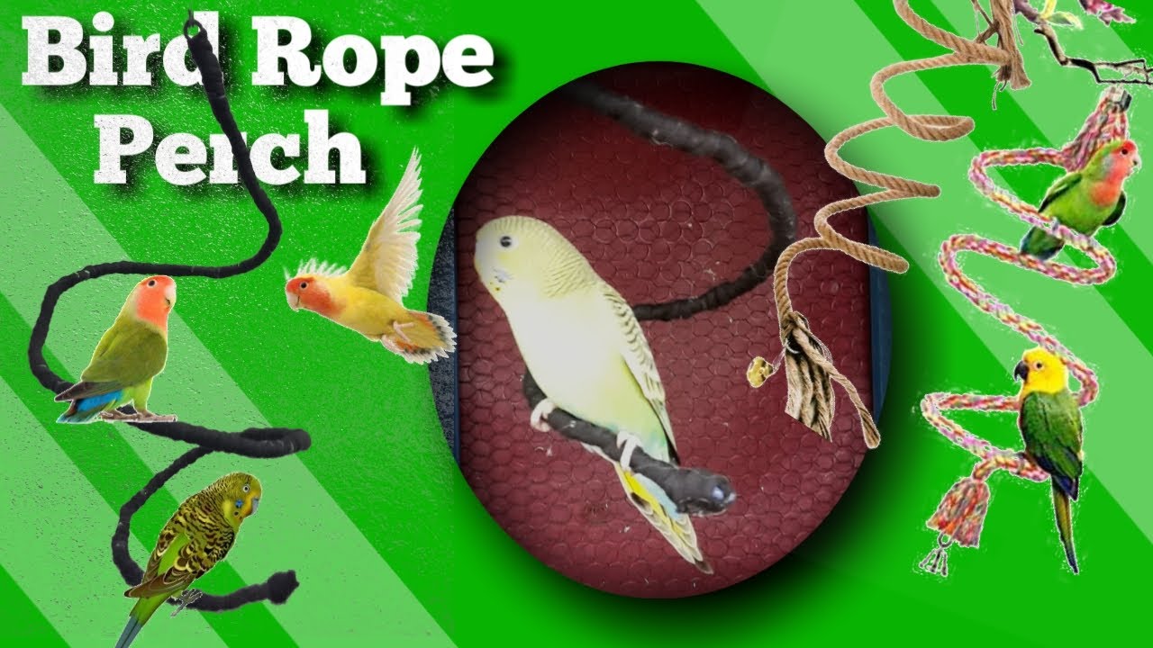 Bird Rope Perch | How to make cheap rope perch (2021) - YouTube