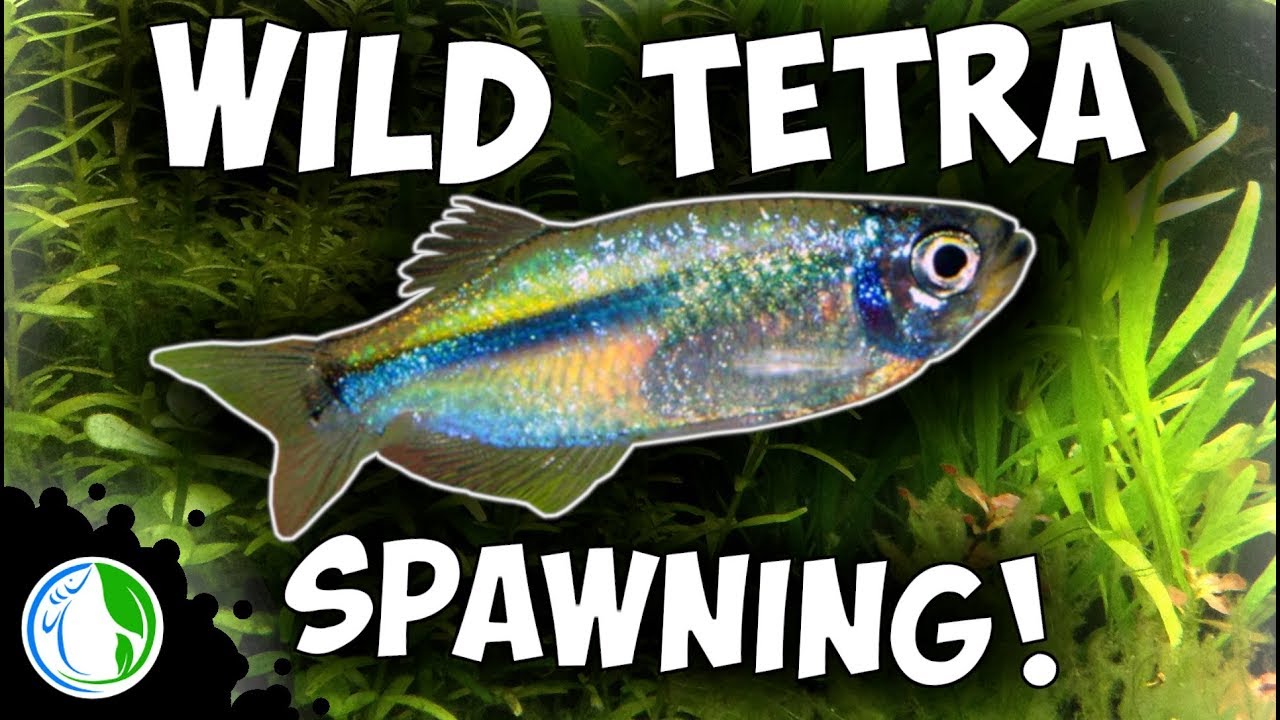 WILD DWARF BLUE TETRA FISH SPAWNING IN AN AQUARIUM! - YouTube