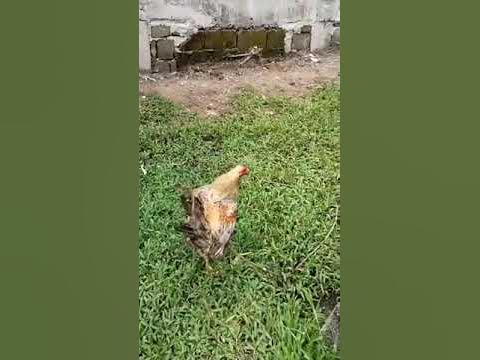 RG Gamefarm Vlogs | July 24, 2023 - YouTube